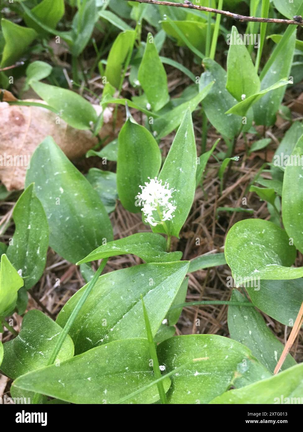 Canada mayflower (Maianthemum canadense) Plantae Stock Photo - Alamy