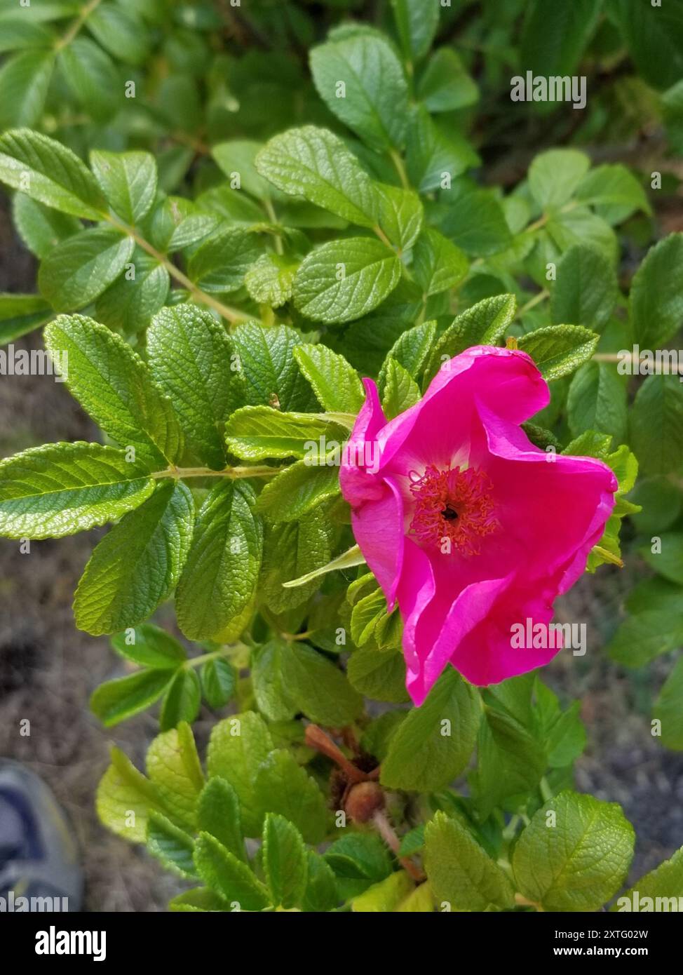 rugosa rose (Rosa rugosa) Plantae Stock Photo - Alamy