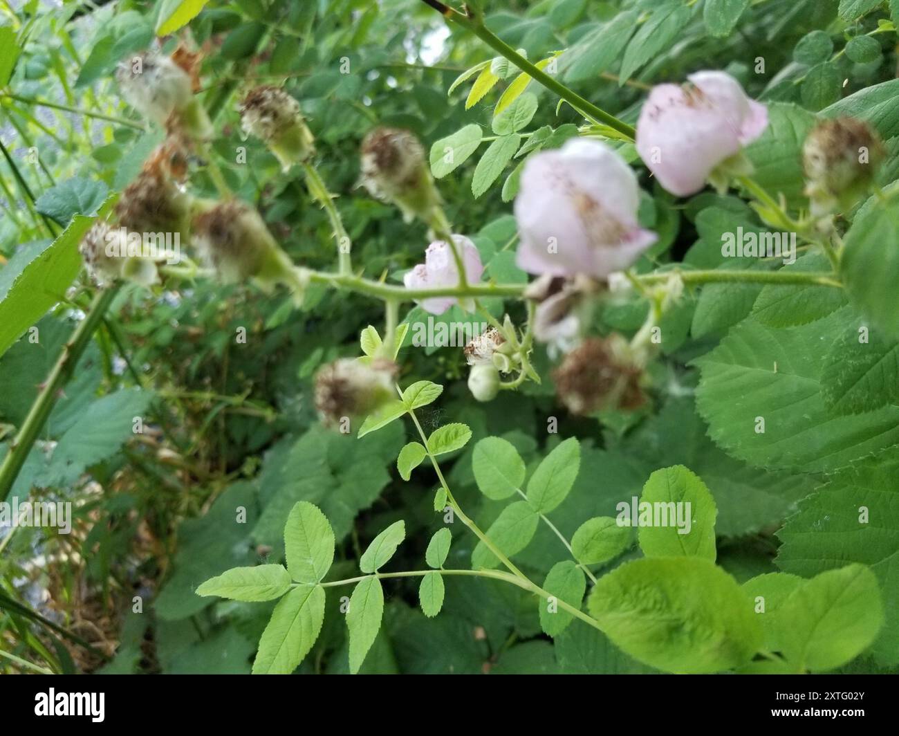 Nootka rose (Rosa nutkana) Plantae Stock Photo - Alamy
