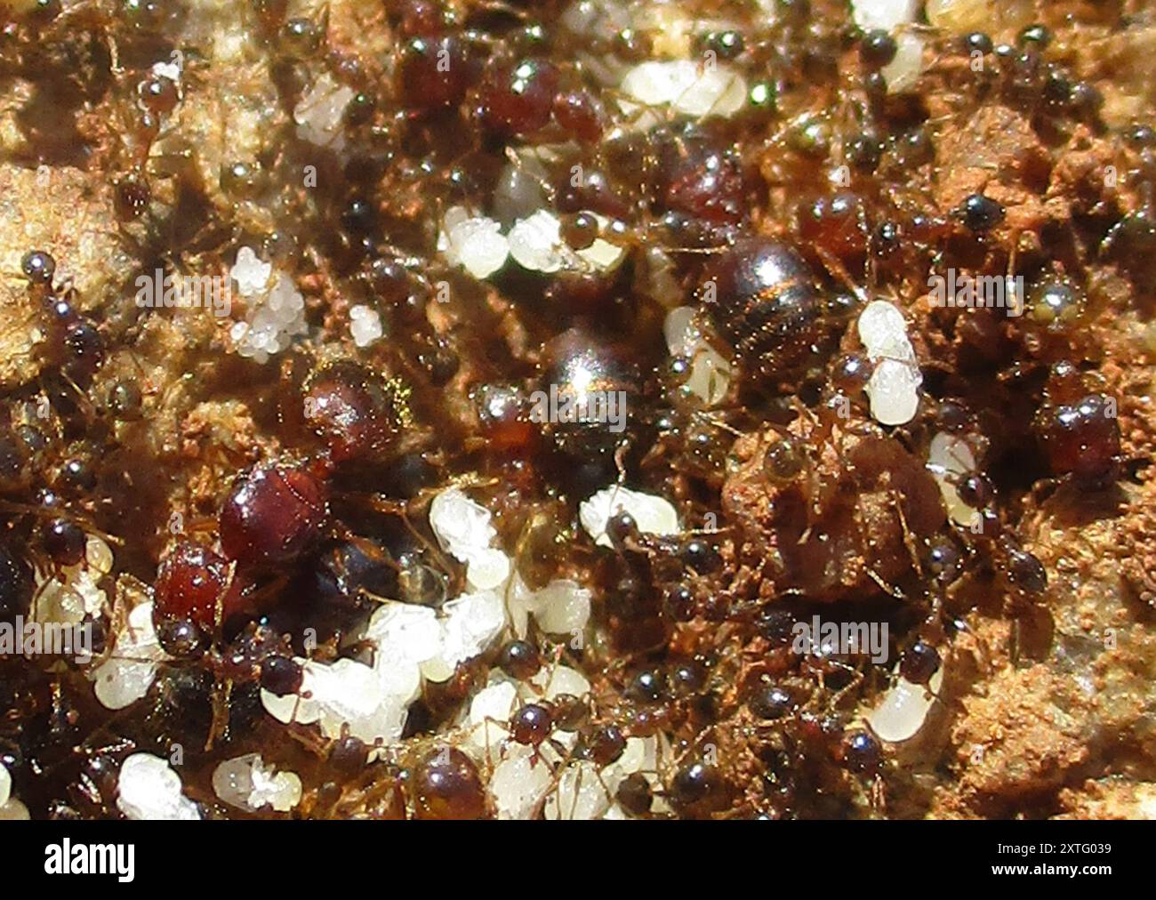 Pheidole megacephala hi-res stock photography and images - Alamy