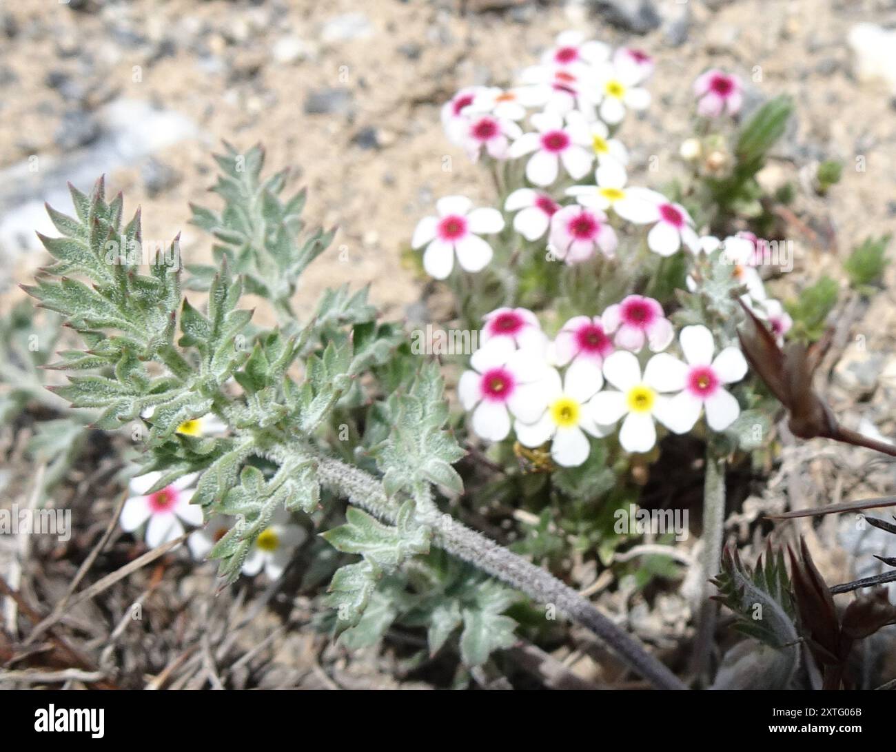 (Androsace sericea) Plantae Stock Photo - Alamy