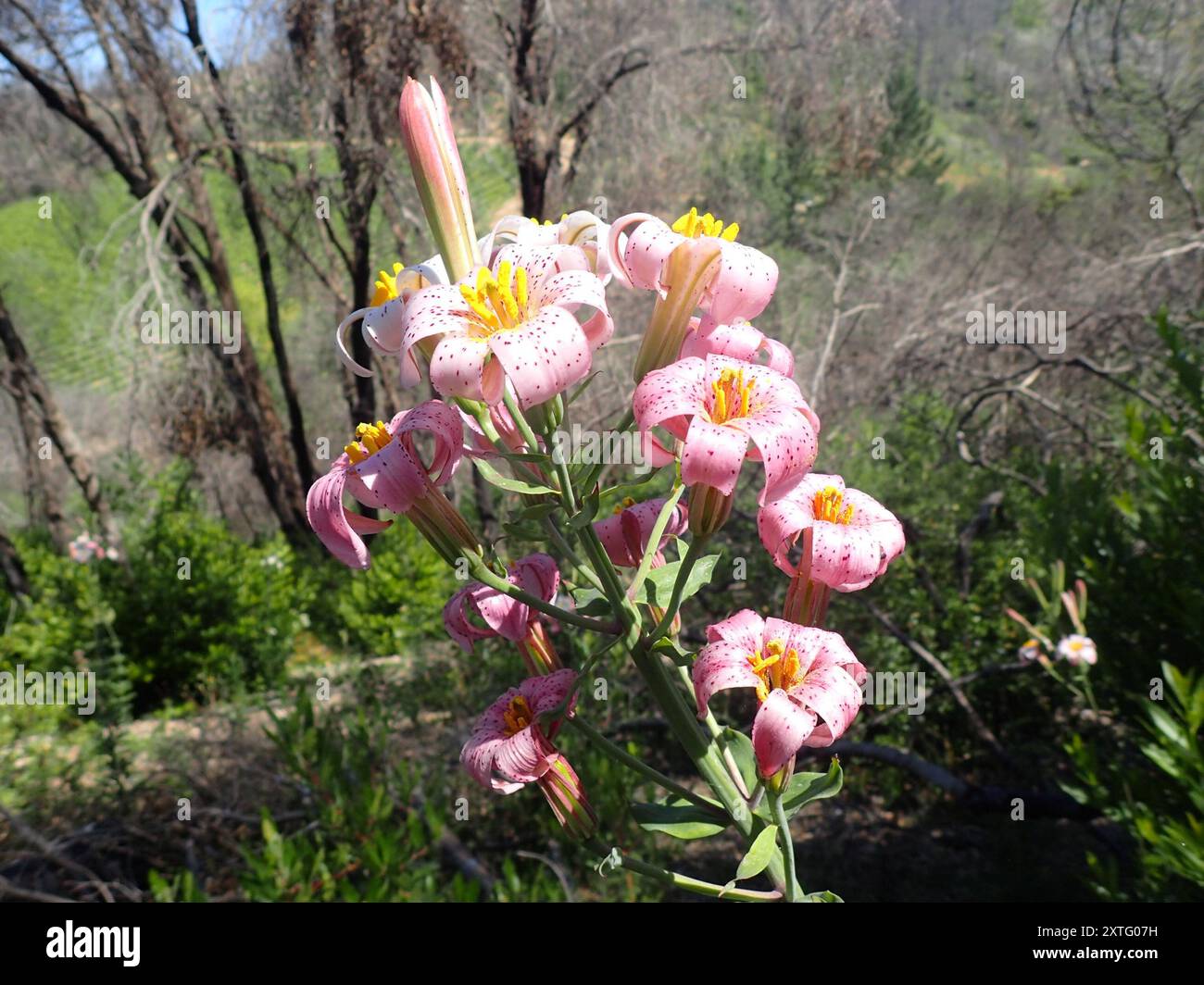 Lilium rubescens hi-res stock photography and images - Alamy