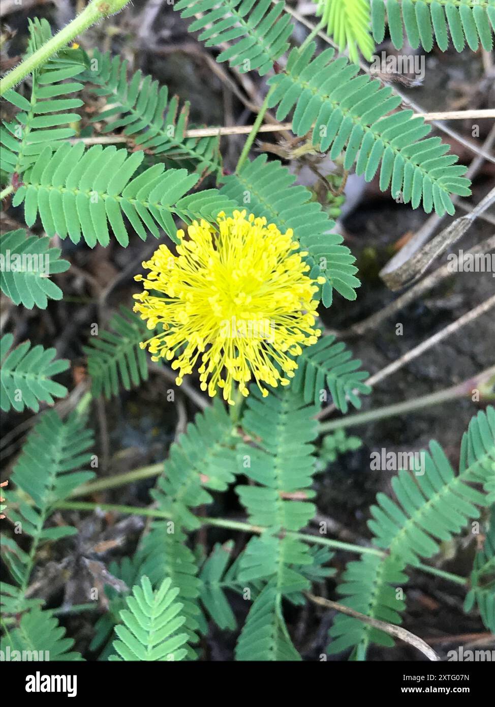 Yellow Puff (Neptunia lutea) Plantae Stock Photo - Alamy