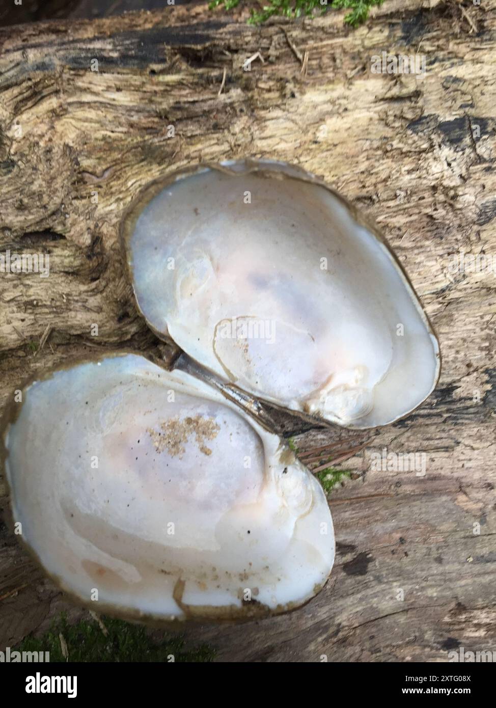 Fatmucket hi-res stock photography and images - Alamy