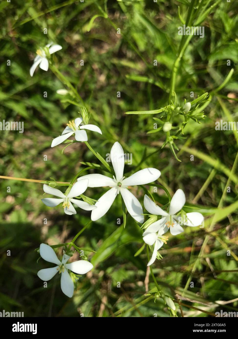 Fourangle Rose Gentian (Sabatia quadrangula) Plantae Stock Photo - Alamy