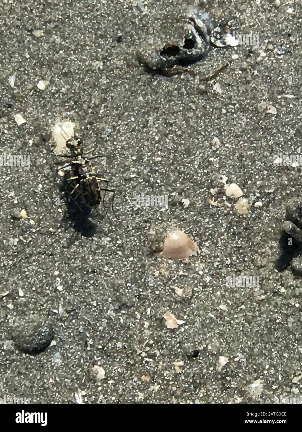 Margined Tiger Beetle (Ellipsoptera marginata) Insecta Stock Photo - Alamy