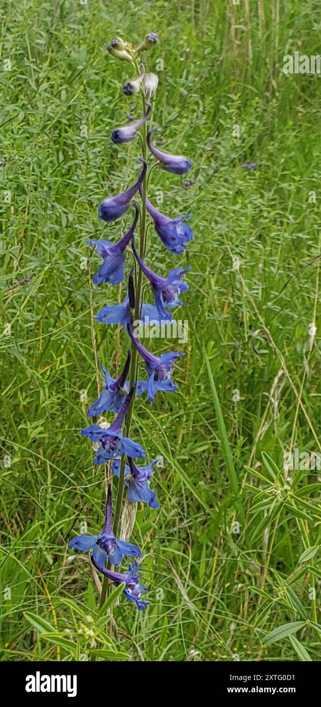 Wild Blue Larkspur (Delphinium carolinianum) Plantae Stock Photo - Alamy