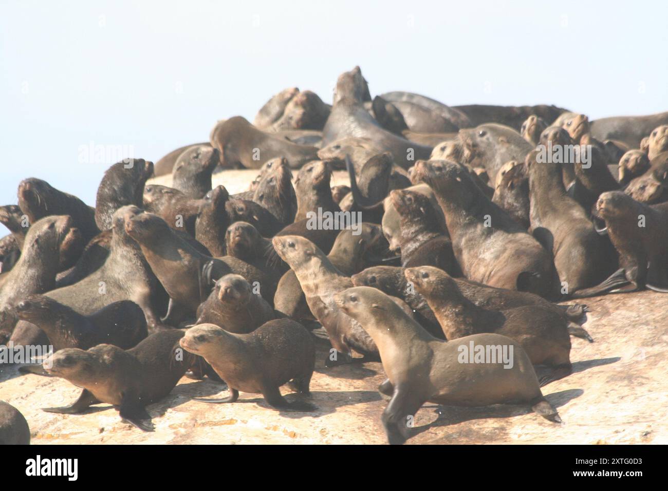 Cape Fur Seal (Arctocephalus pusillus pusillus) Mammalia Stock Photo ...