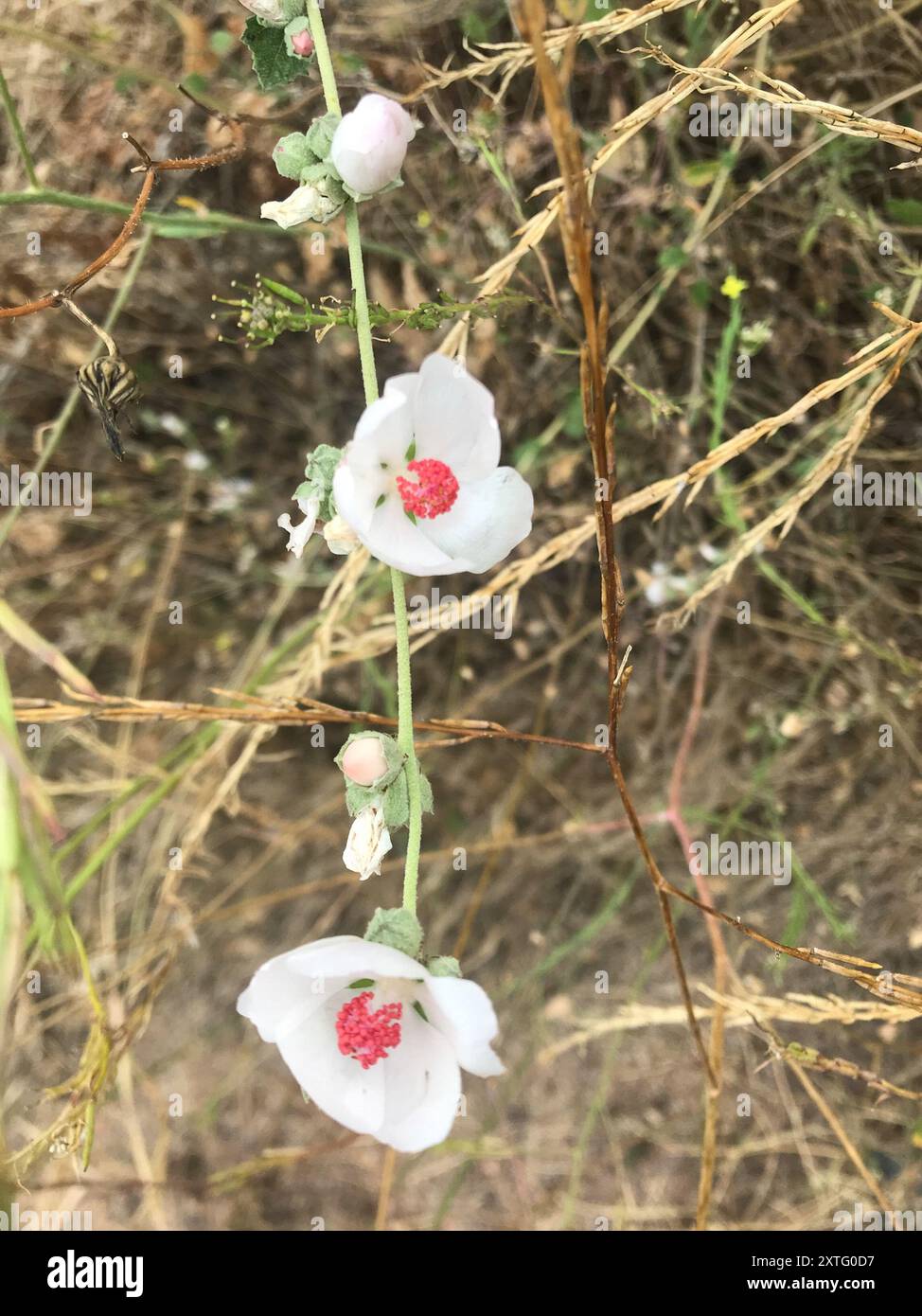 southern coastal bushmallow (Malacothamnus fasciculatus) Plantae Stock ...
