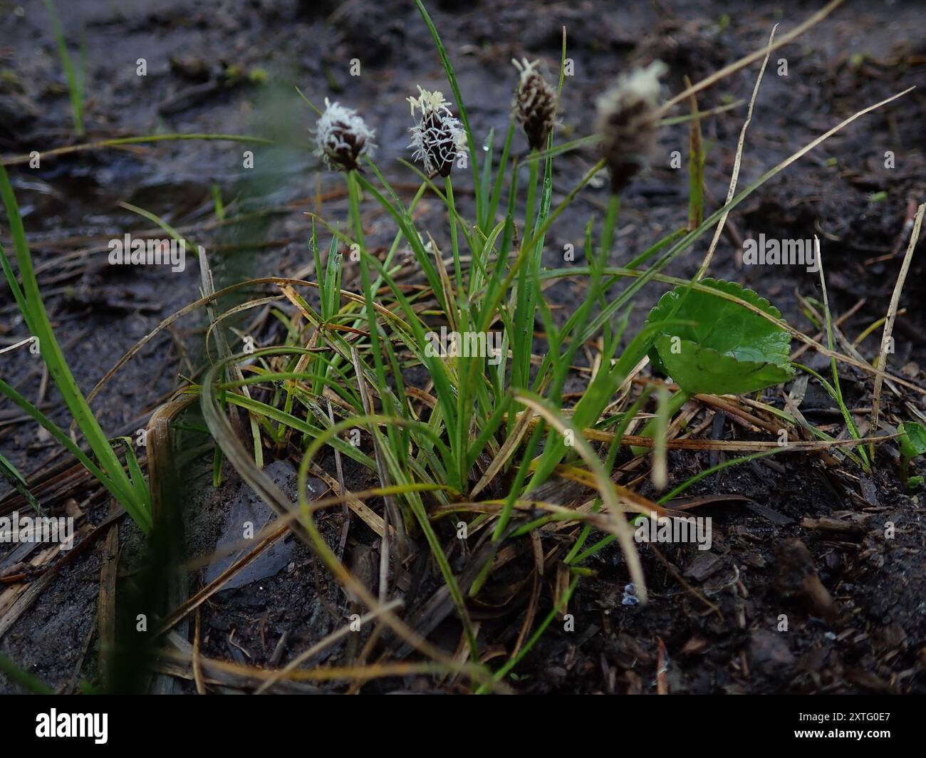 monocots (Liliopsida) Plantae Stock Photo - Alamy