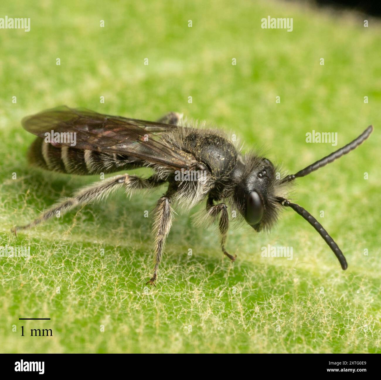 Mining Bees (Andrena) Insecta Stock Photo - Alamy
