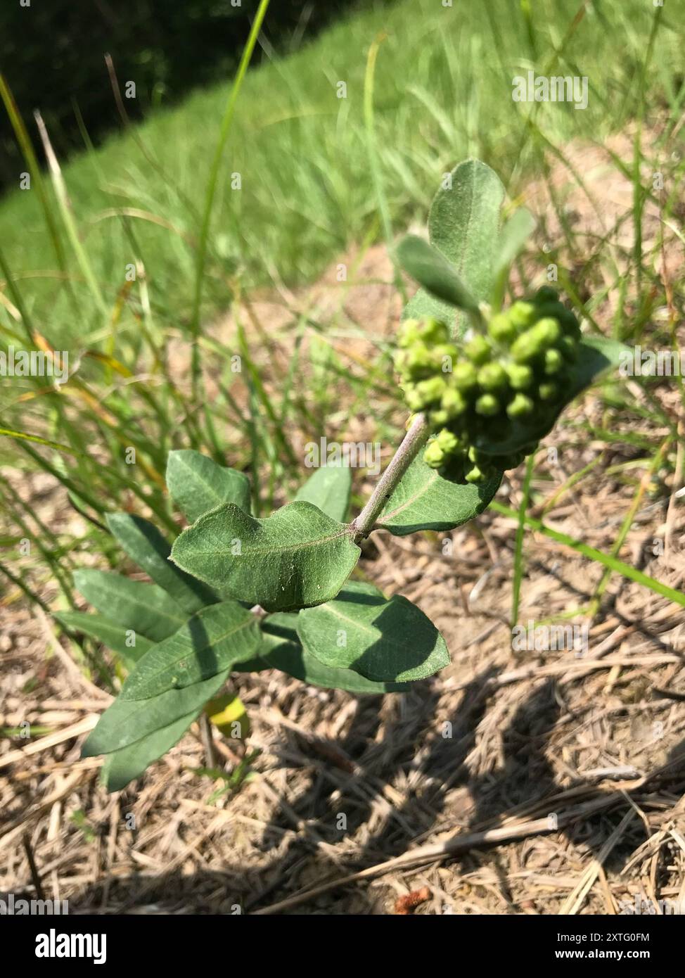 green comet milkweed (Asclepias viridiflora) Plantae Stock Photo - Alamy