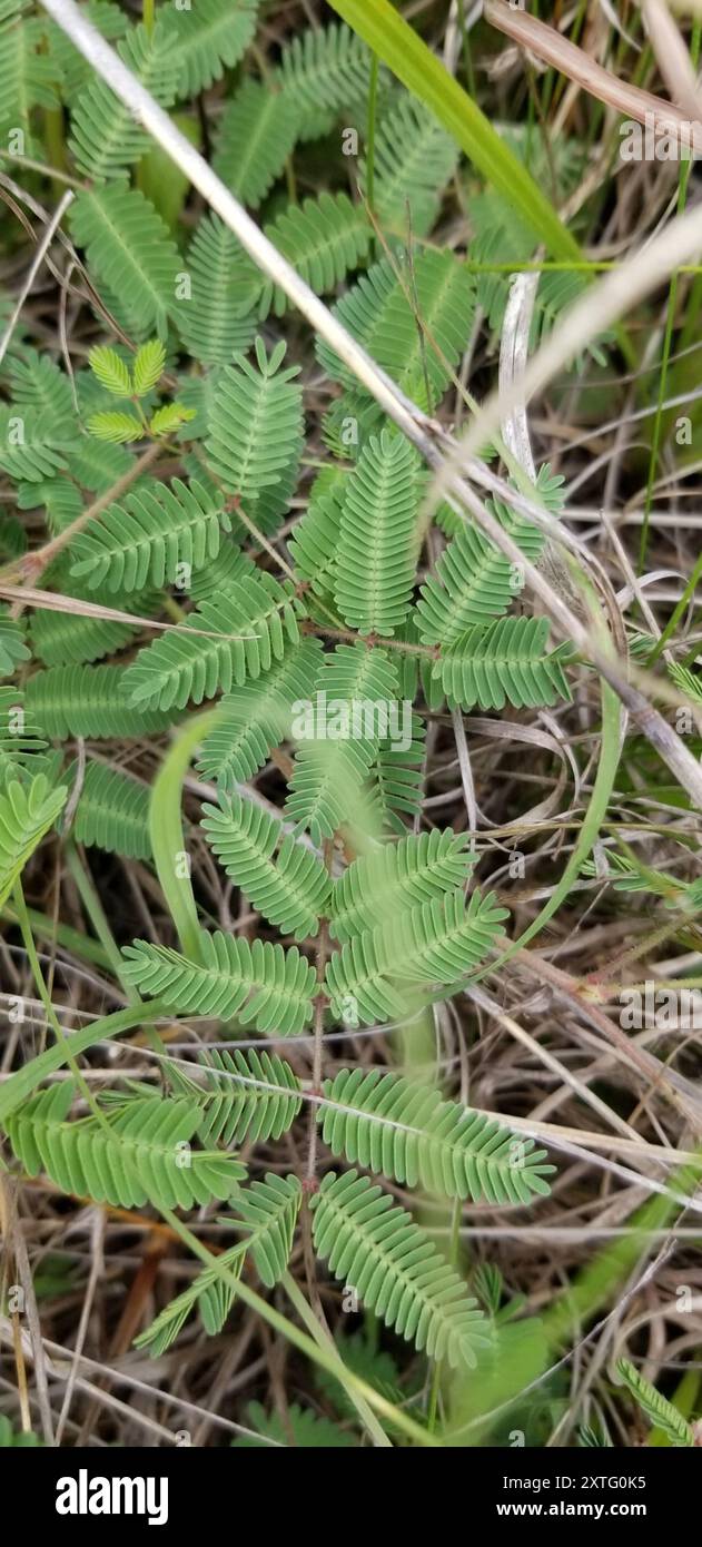 Yellow Puff (Neptunia lutea) Plantae Stock Photo - Alamy