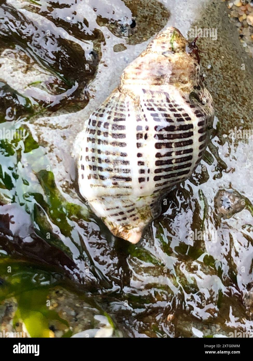 Spotted Unicorn (Acanthinucella punctulata) Mollusca Stock Photo - Alamy