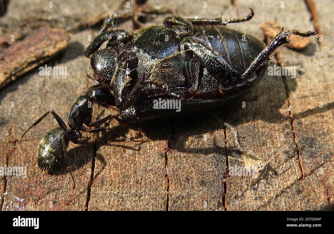 Antelope Beetle (Dorcus parallelus) Insecta Stock Photo - Alamy