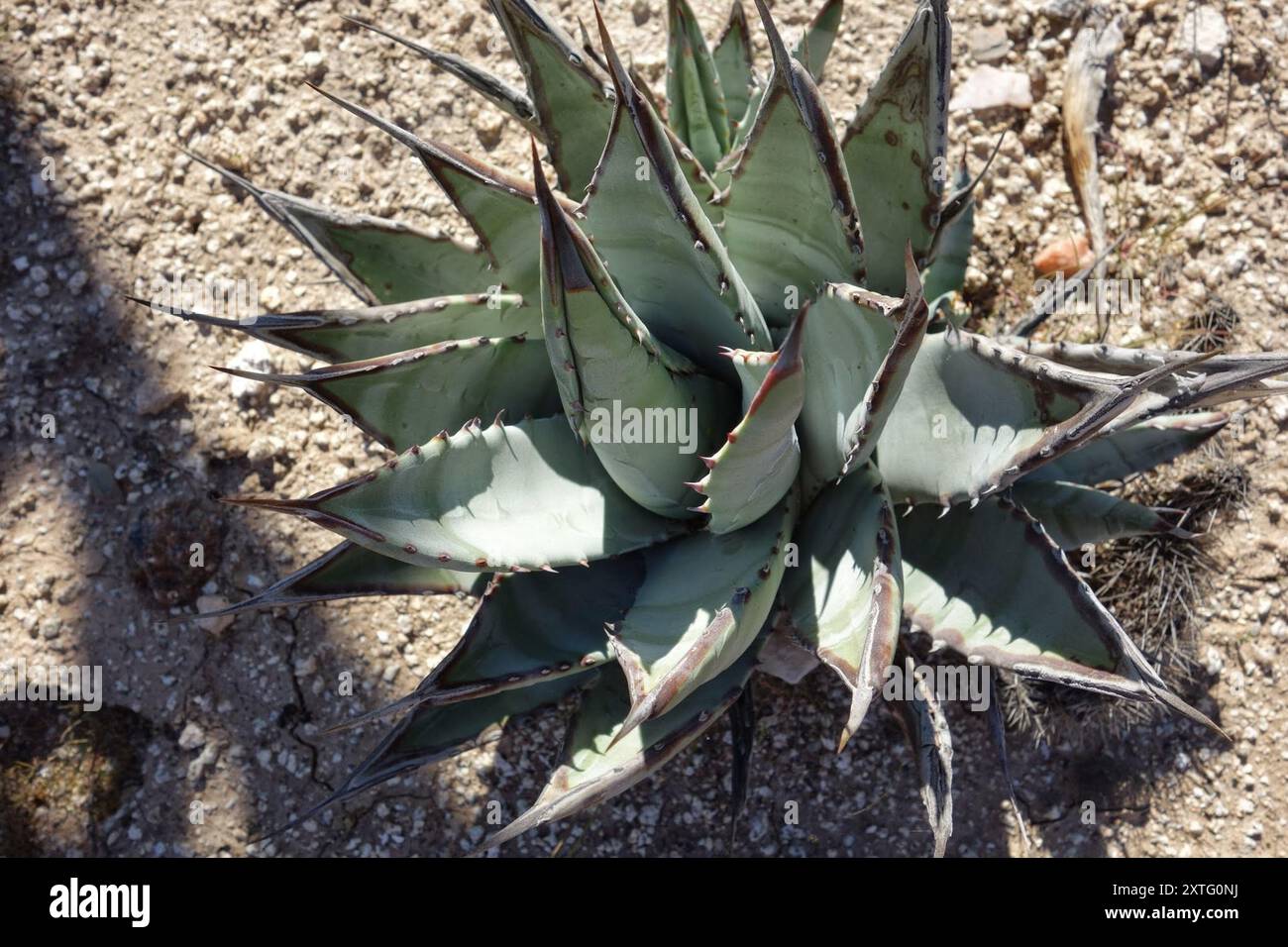 desert agave (Agave deserti) Plantae Stock Photo - Alamy
