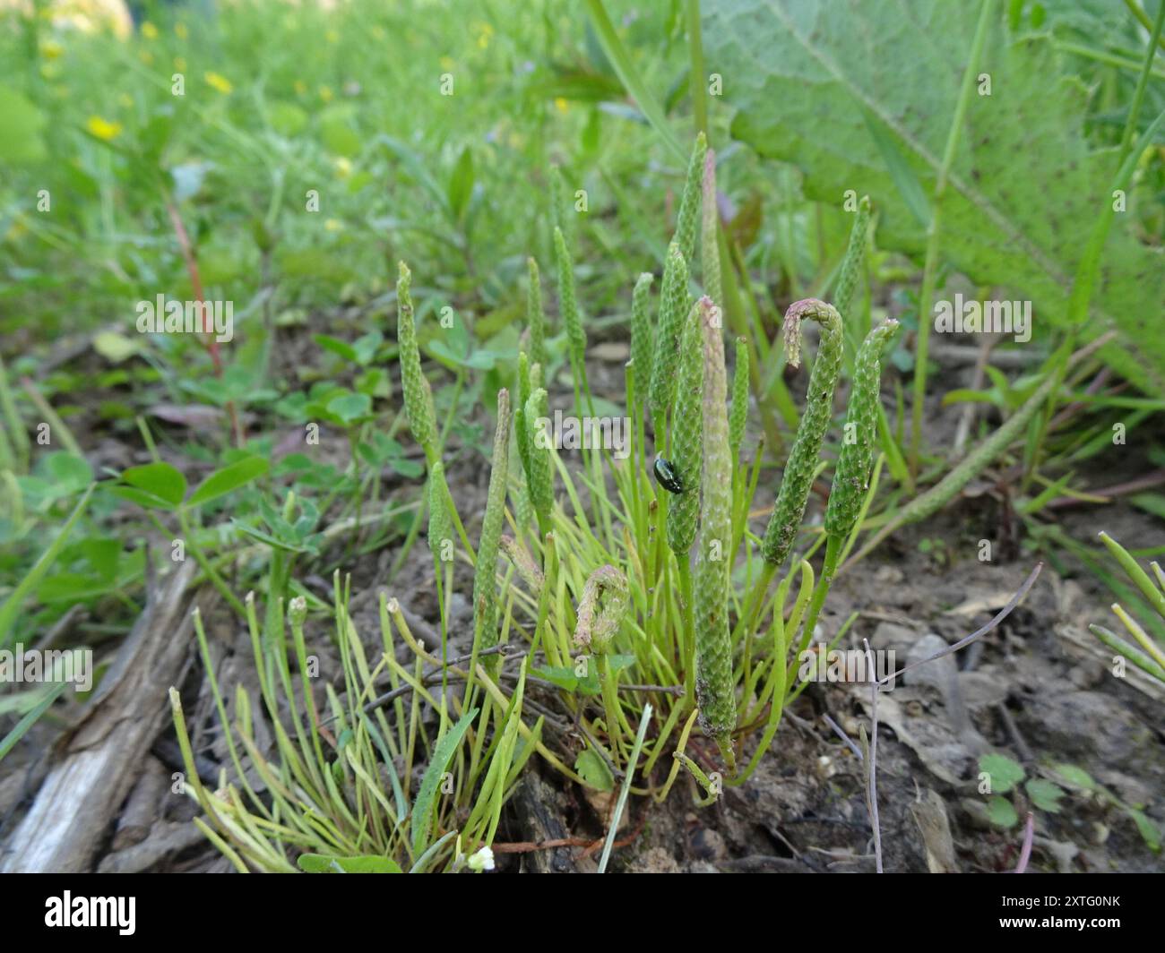 Tiny Mousetail (Myosurus minimus) Plantae Stock Photo - Alamy