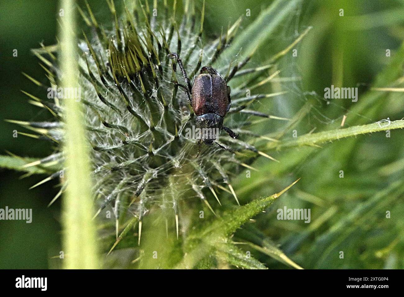 Welsh chafer hi-res stock photography and images - Alamy