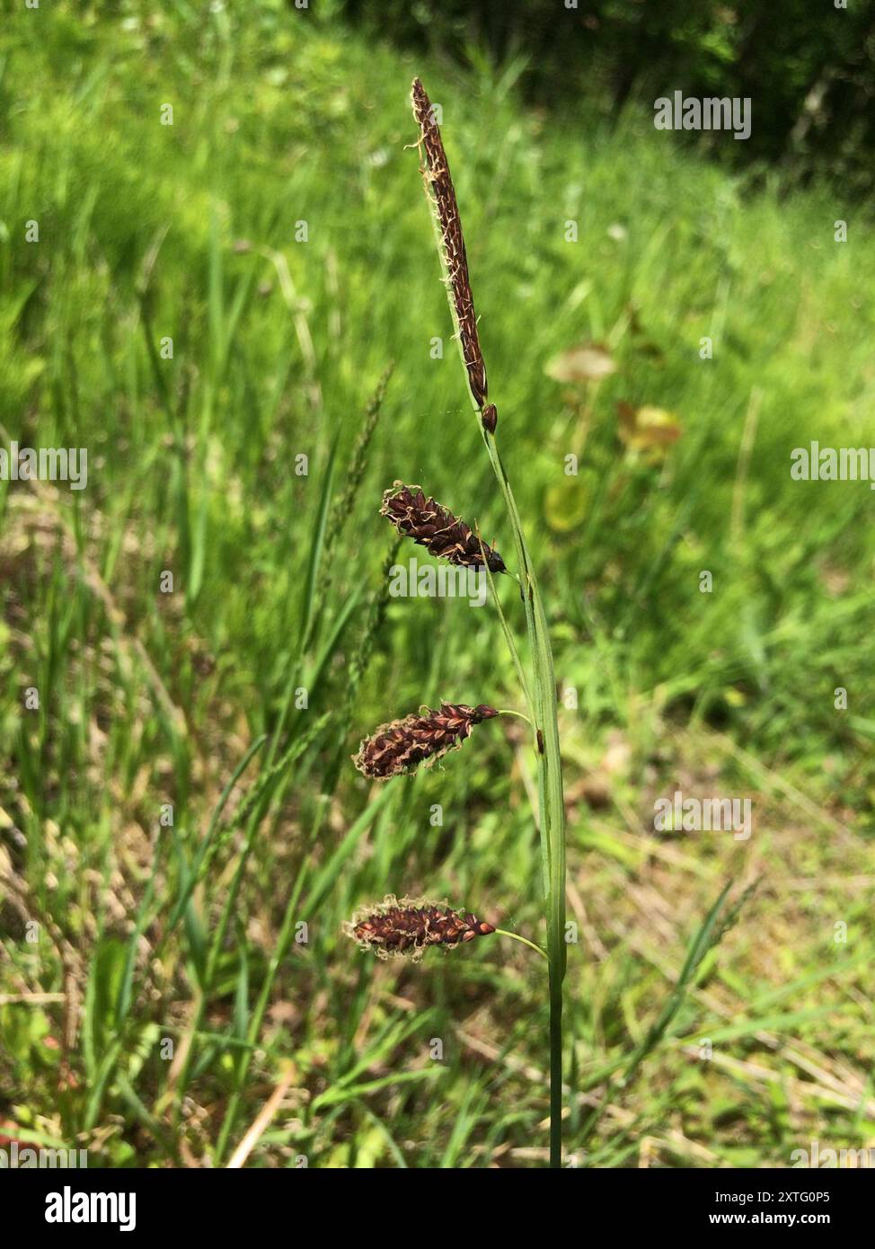blue sedge (Carex flacca) Plantae Stock Photo - Alamy