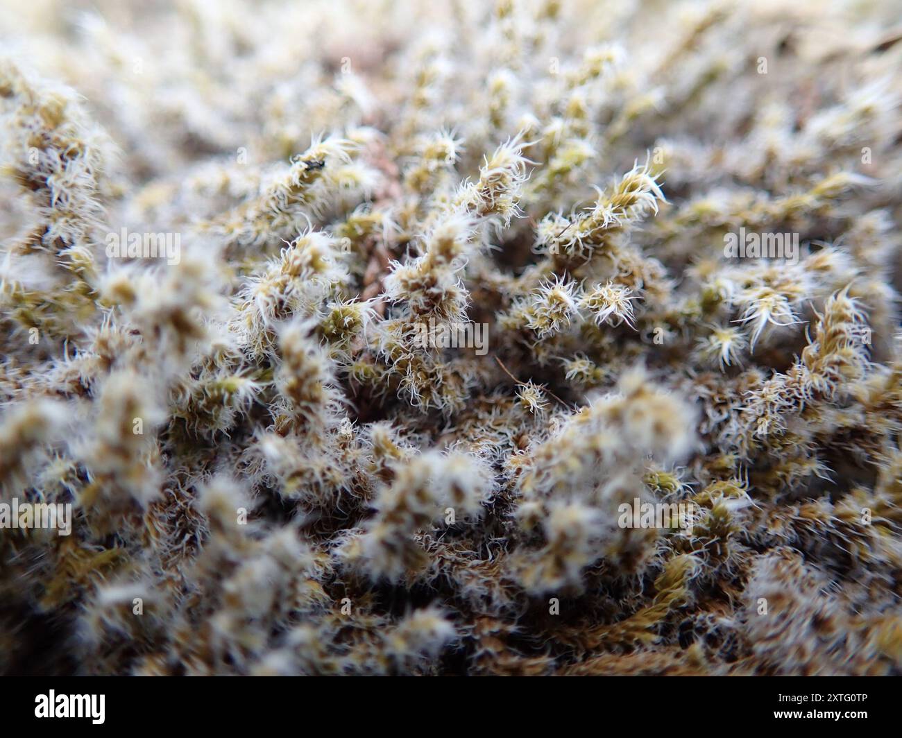Woolly Fringe-moss (Racomitrium lanuginosum) Plantae Stock Photo - Alamy