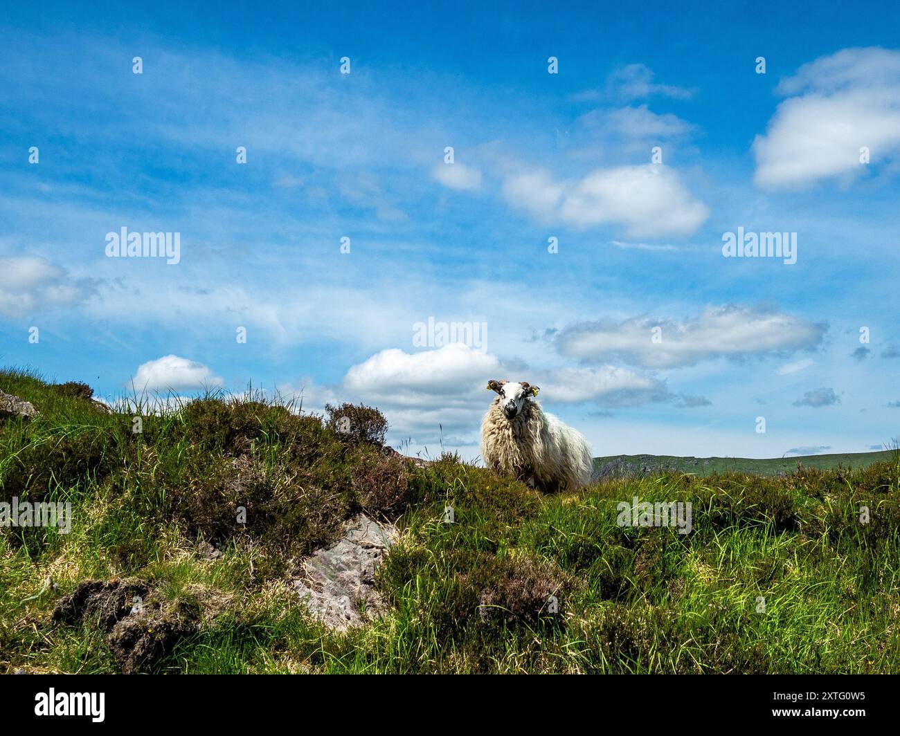 Castletownbere, Ireland. 12th June, 2024. An Irish sheep seen on a ...