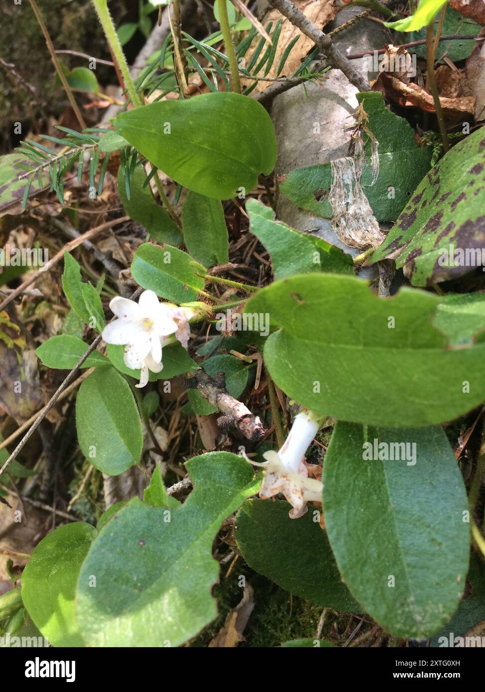 trailing arbutus (Epigaea repens) Plantae Stock Photo - Alamy