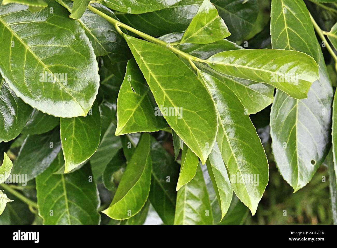 Cherry laurel (Prunus laurocerasus) Plantae Stock Photo - Alamy
