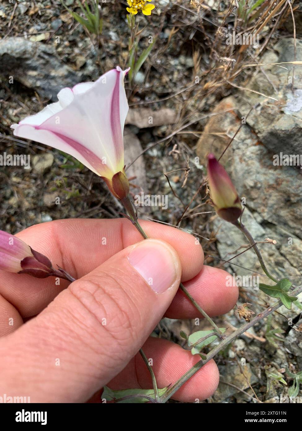 Pacific False Bindweed (Calystegia purpurata) Plantae Stock Photo - Alamy