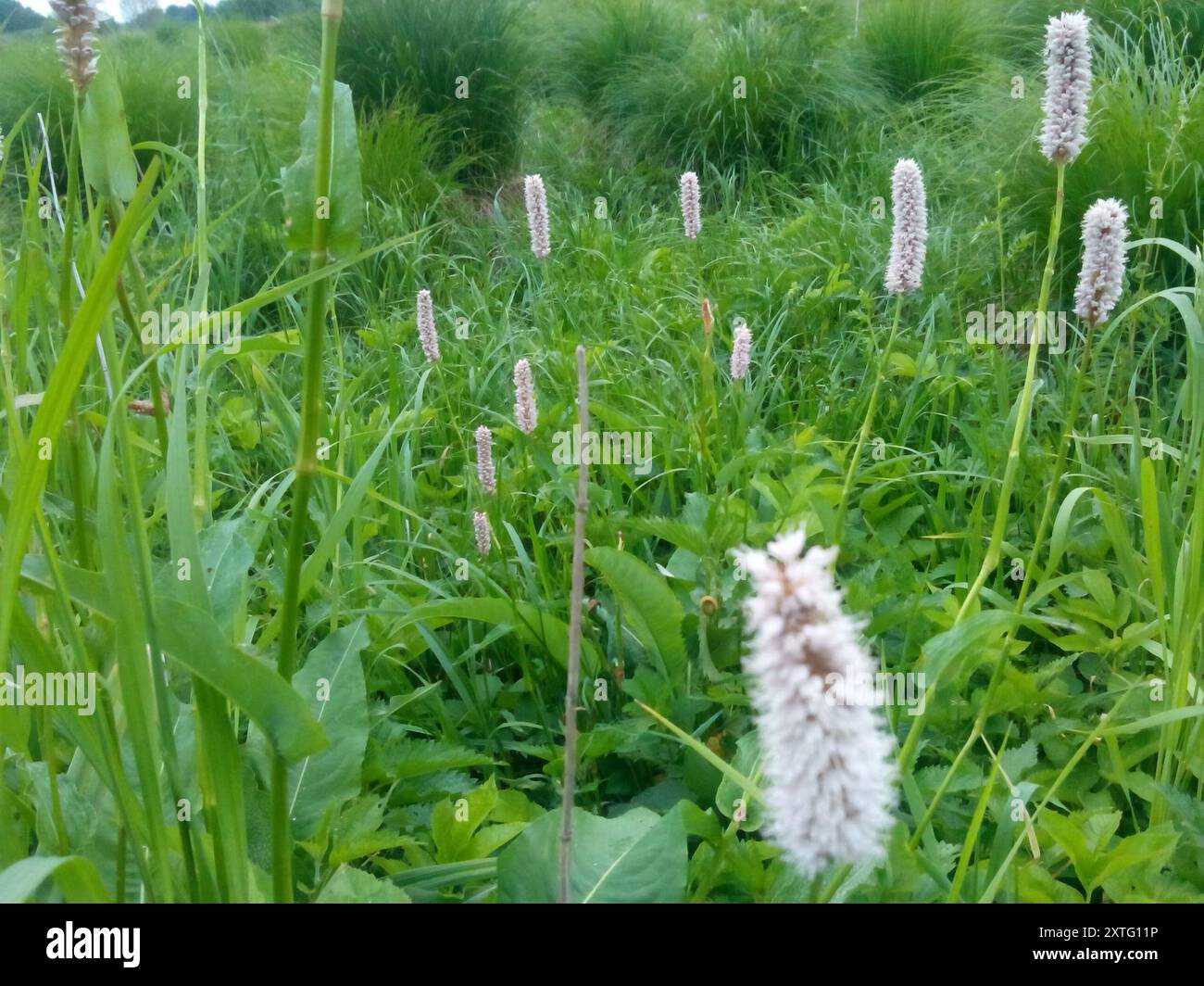common bistort (Bistorta officinalis) Plantae Stock Photo - Alamy