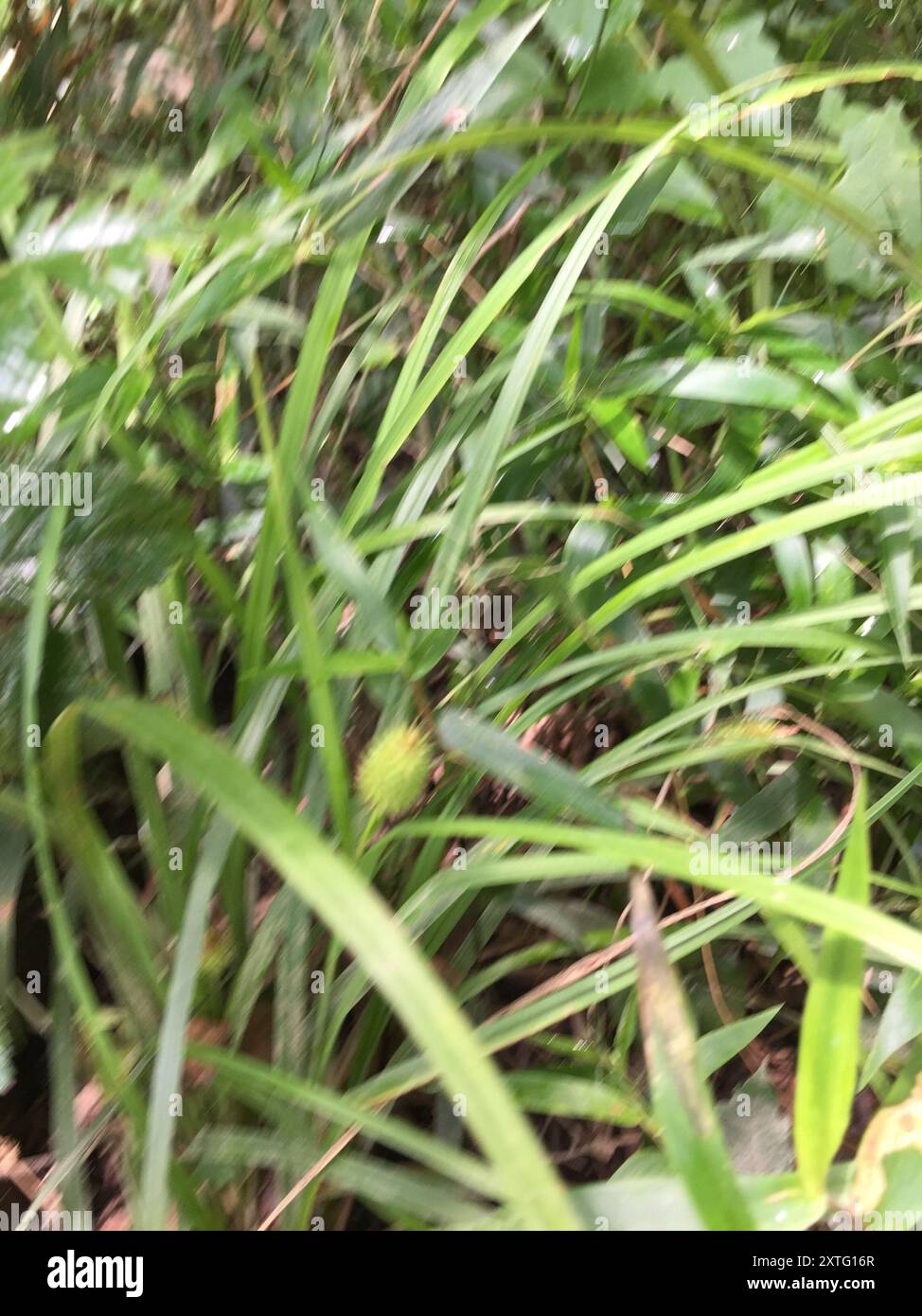 cattail sedge (Carex typhina) Plantae Stock Photo - Alamy