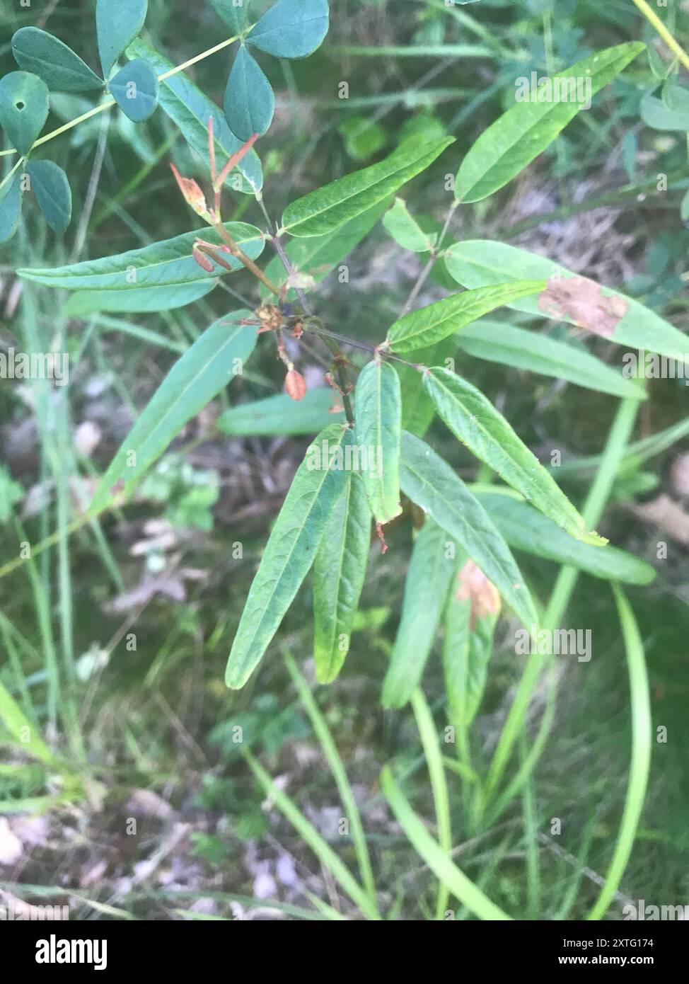 panicled ticktrefoil (Desmodium paniculatum) Plantae Stock Photo - Alamy