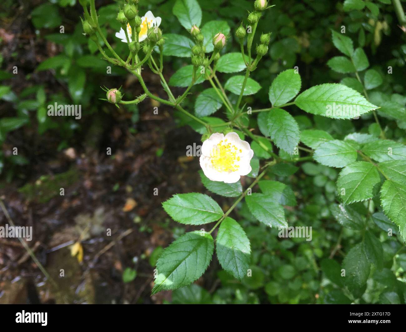 multiflora rose (Rosa multiflora) Plantae Stock Photo - Alamy