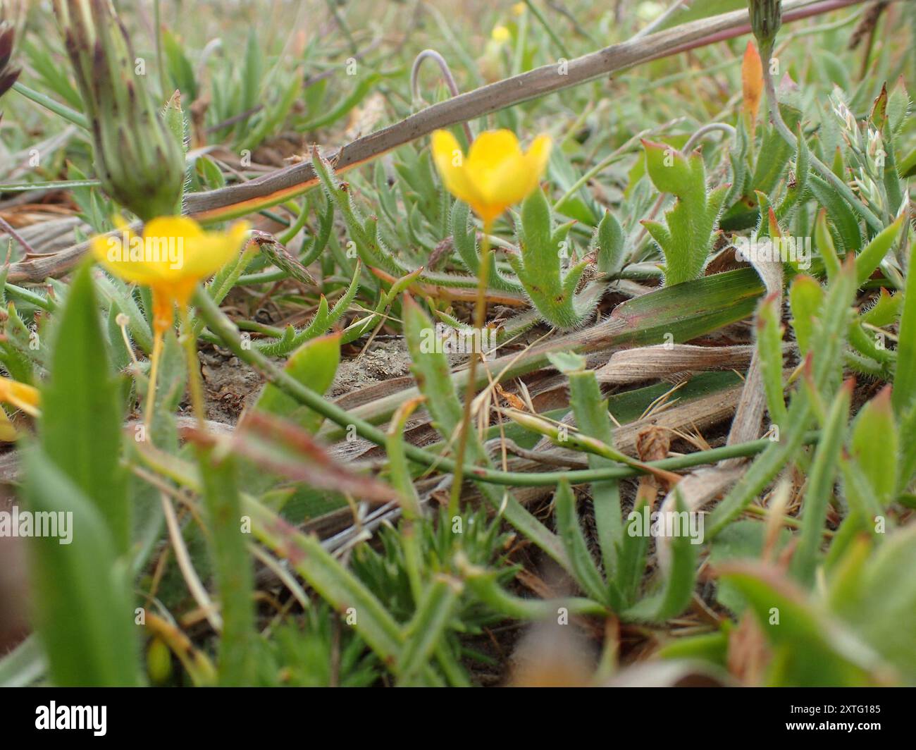 coast yellow leptosiphon (Leptosiphon croceus) Plantae Stock Photo - Alamy