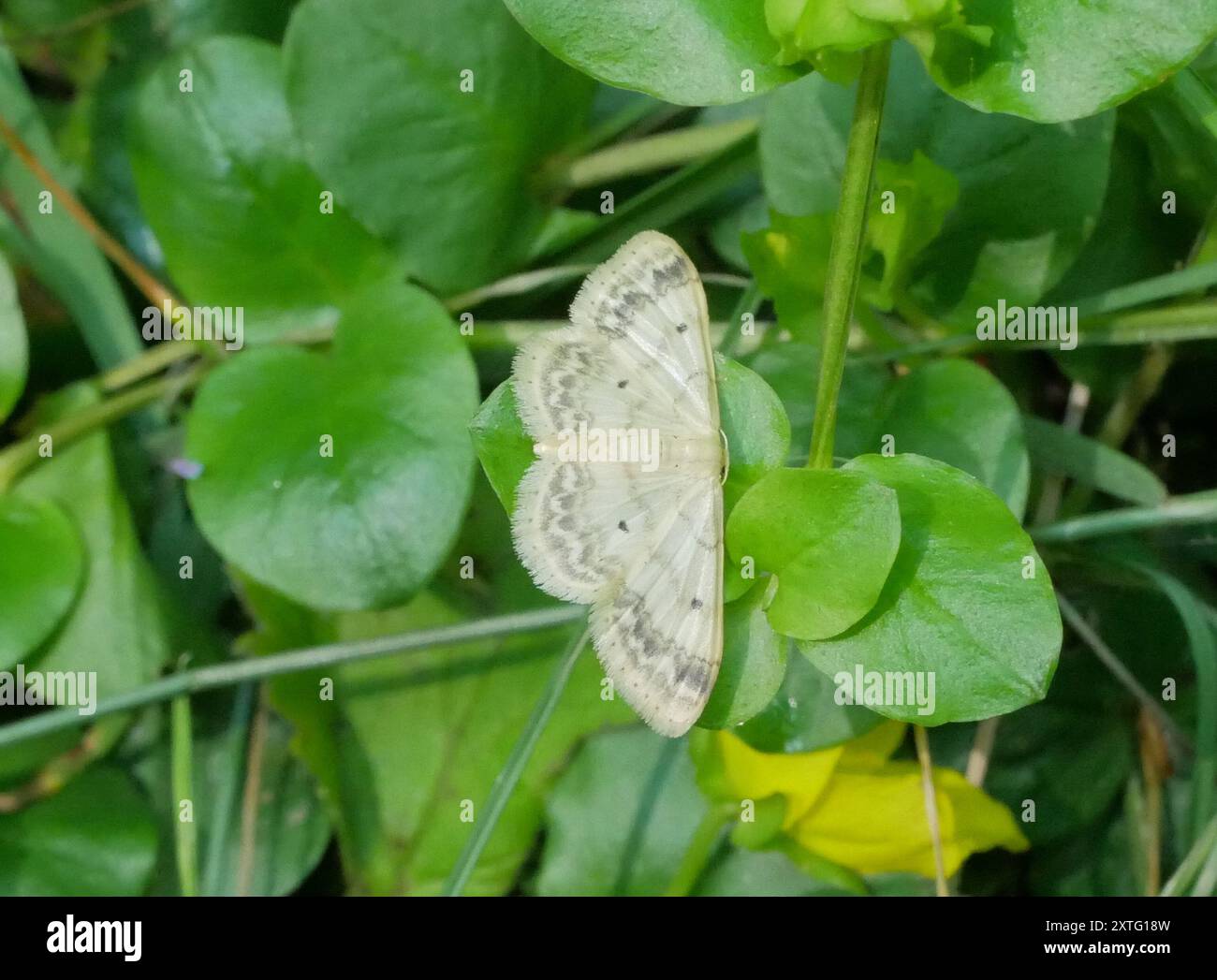 Small fan footed wave hi-res stock photography and images - Alamy