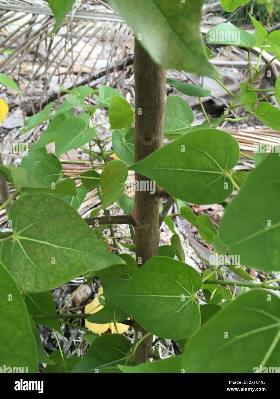 Portia tree (Thespesia populnea) Plantae Stock Photo - Alamy