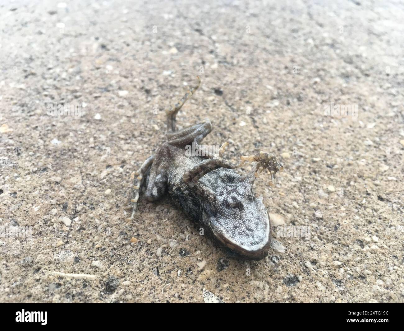 Cane Toad (Rhinella marina) Amphibia Stock Photo - Alamy