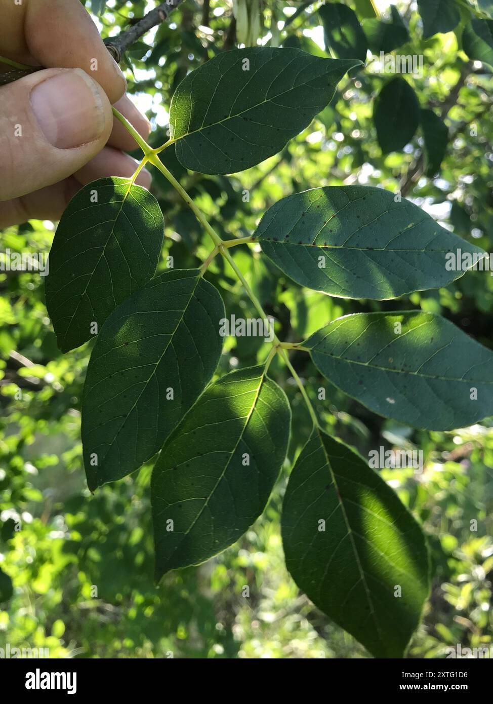 Texas ash (Fraxinus albicans) Plantae Stock Photo - Alamy