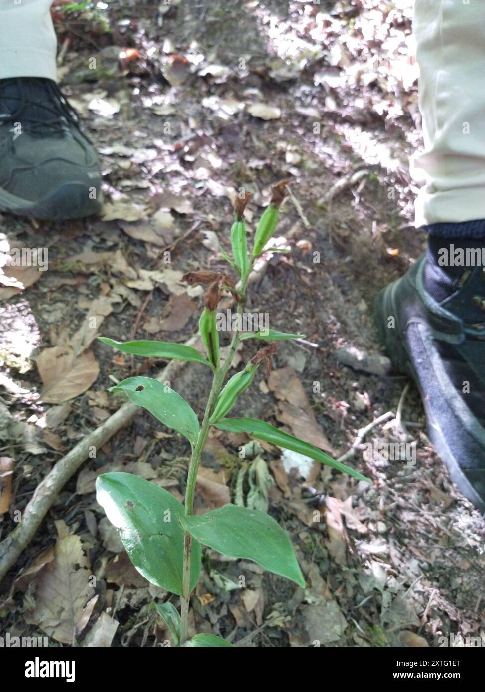 white helleborine (Cephalanthera damasonium) Plantae Stock Photo - Alamy