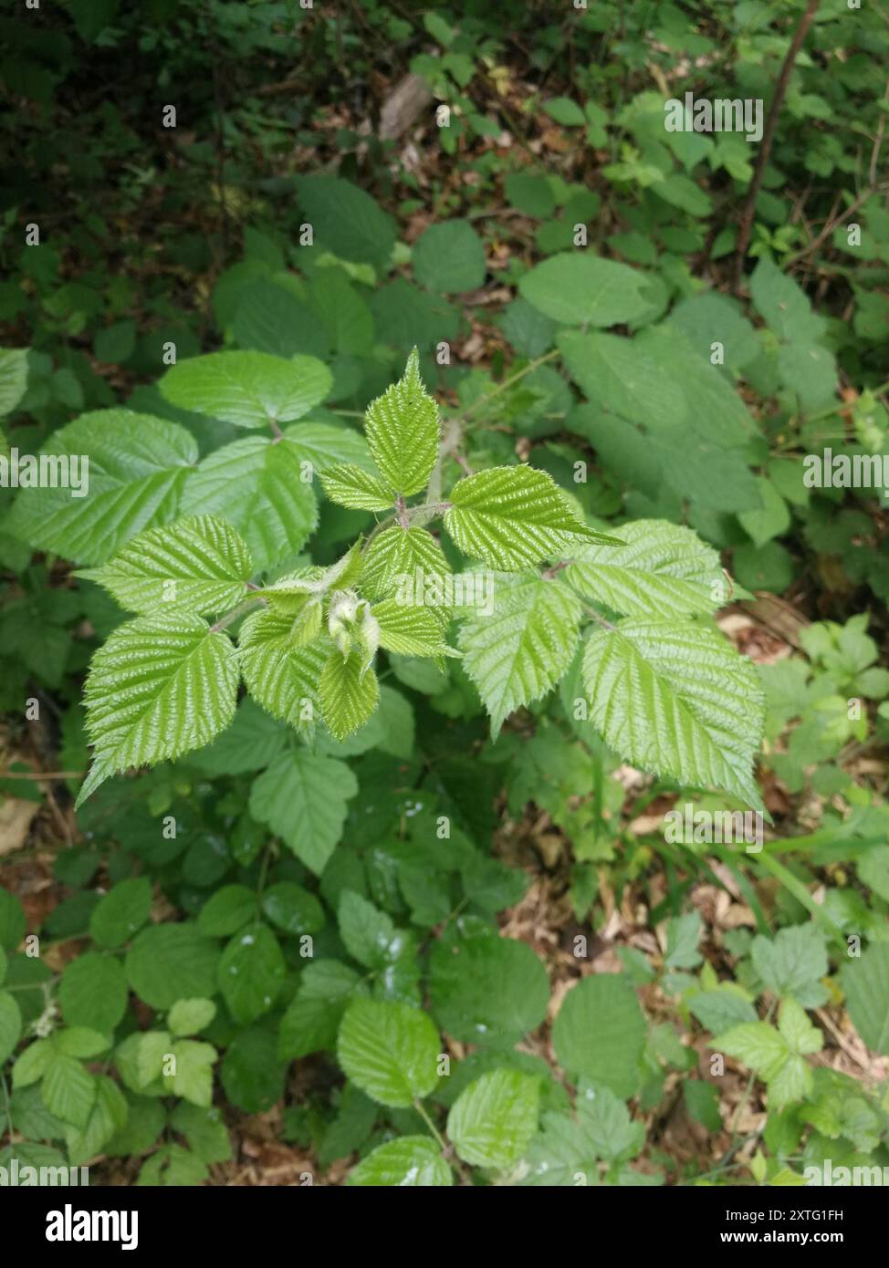 brambles (Rubus) Plantae Stock Photo - Alamy