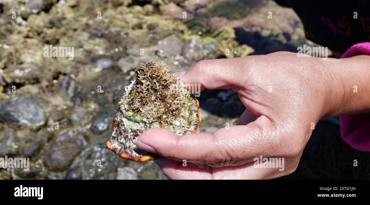 Wavy Turban (Megastraea undosa) Mollusca Stock Photo - Alamy