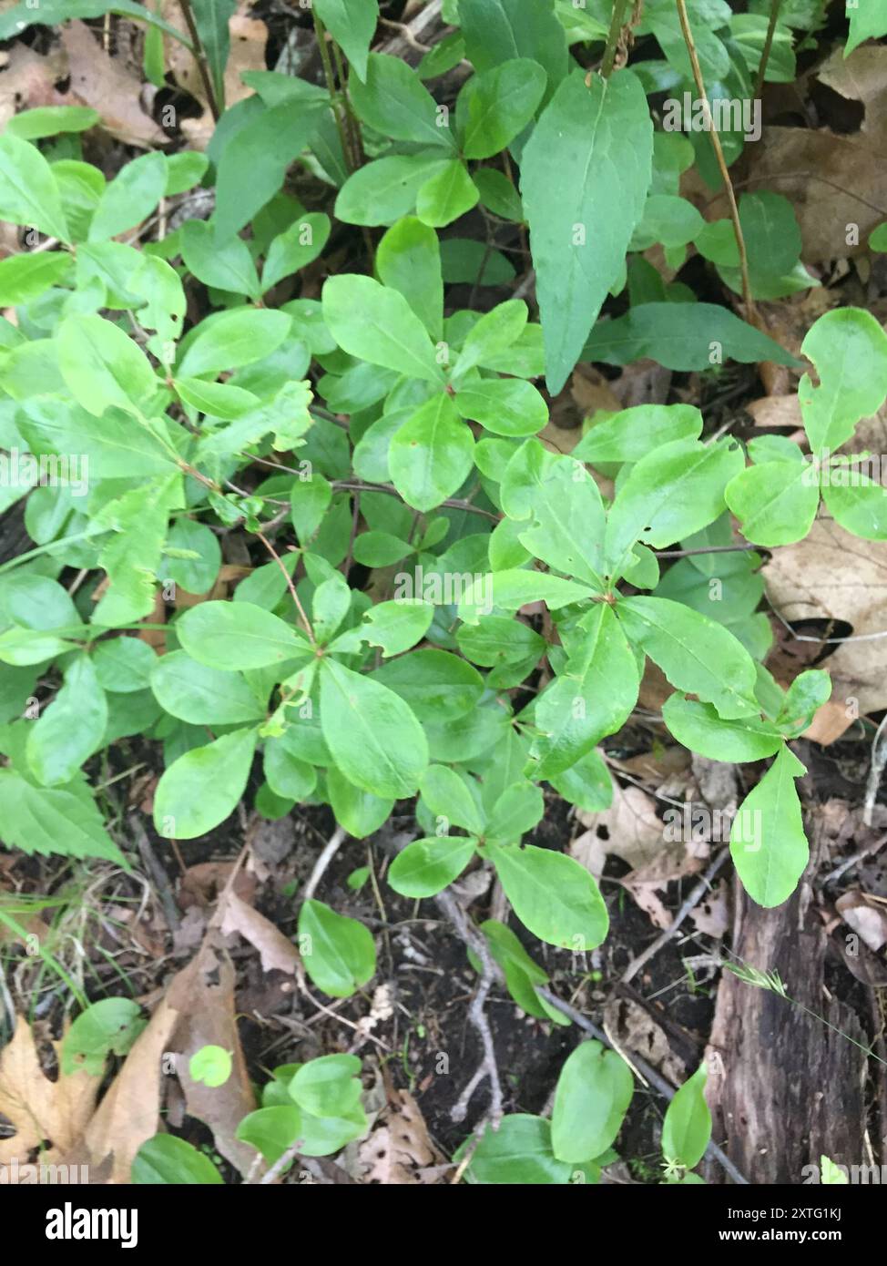 swamp azalea (Rhododendron viscosum) Plantae Stock Photo - Alamy