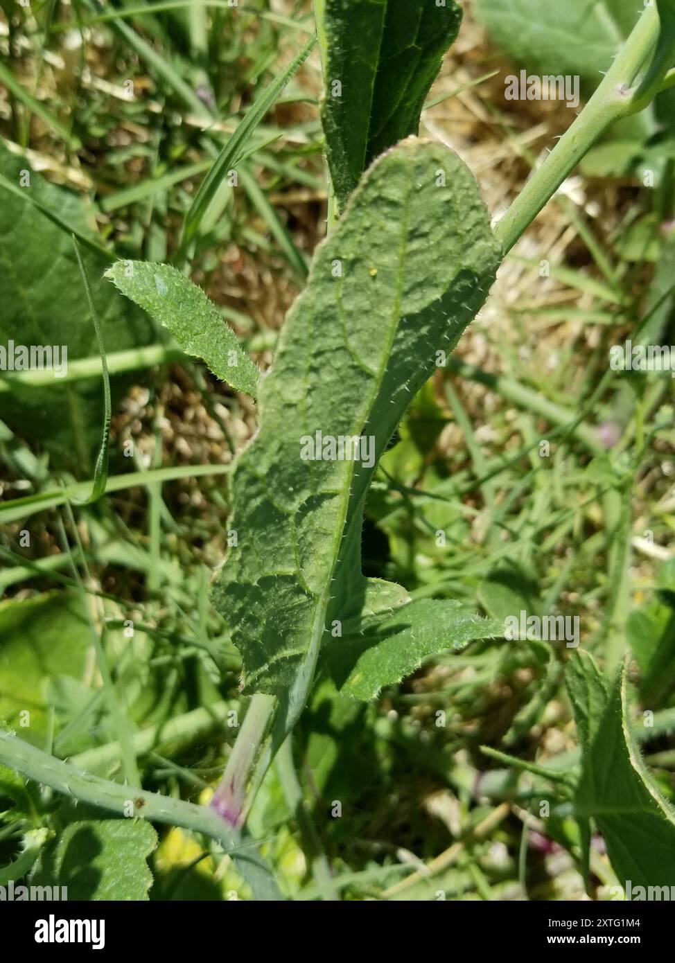 wild and domestic radish (Raphanus raphanistrum sativus) Plantae Stock ...