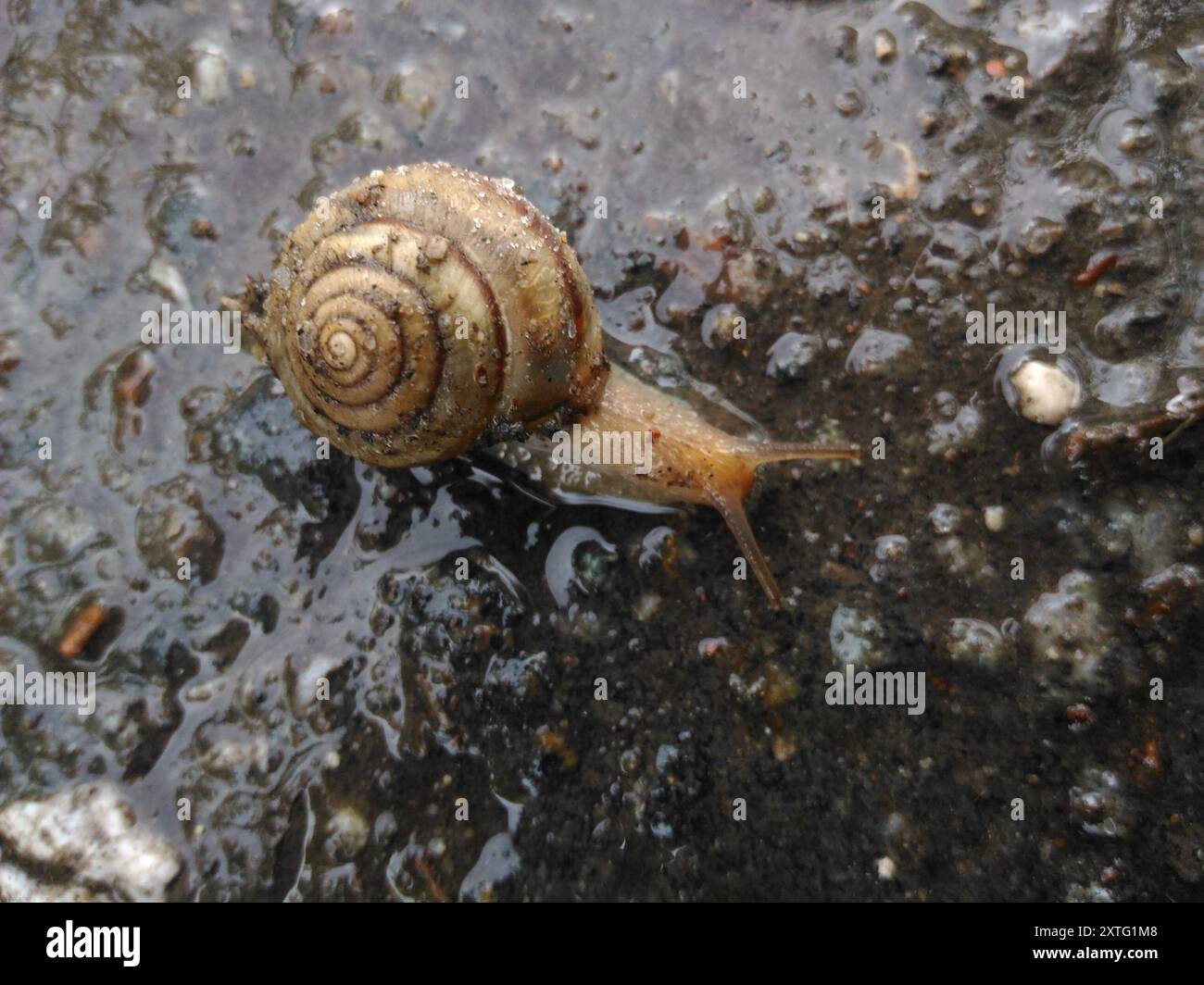 Bush snail (Fruticicola fruticum) Mollusca Stock Photo - Alamy