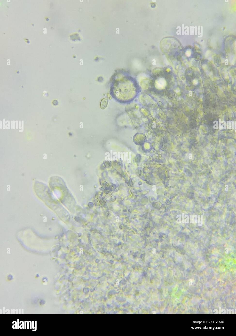 Rhododendri hi-res stock photography and images - Alamy