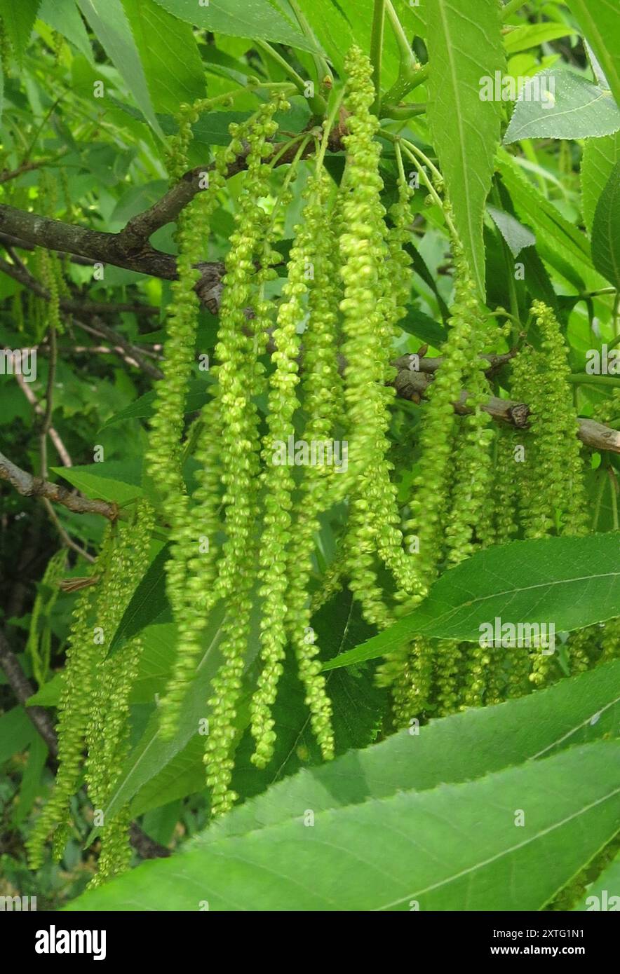 bitternut hickory (Carya cordiformis) Plantae Stock Photo - Alamy