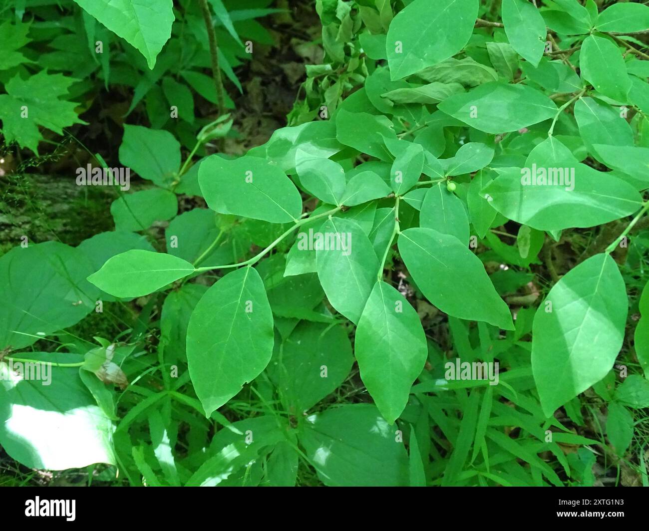 eastern leatherwood (Dirca palustris) Plantae Stock Photo - Alamy