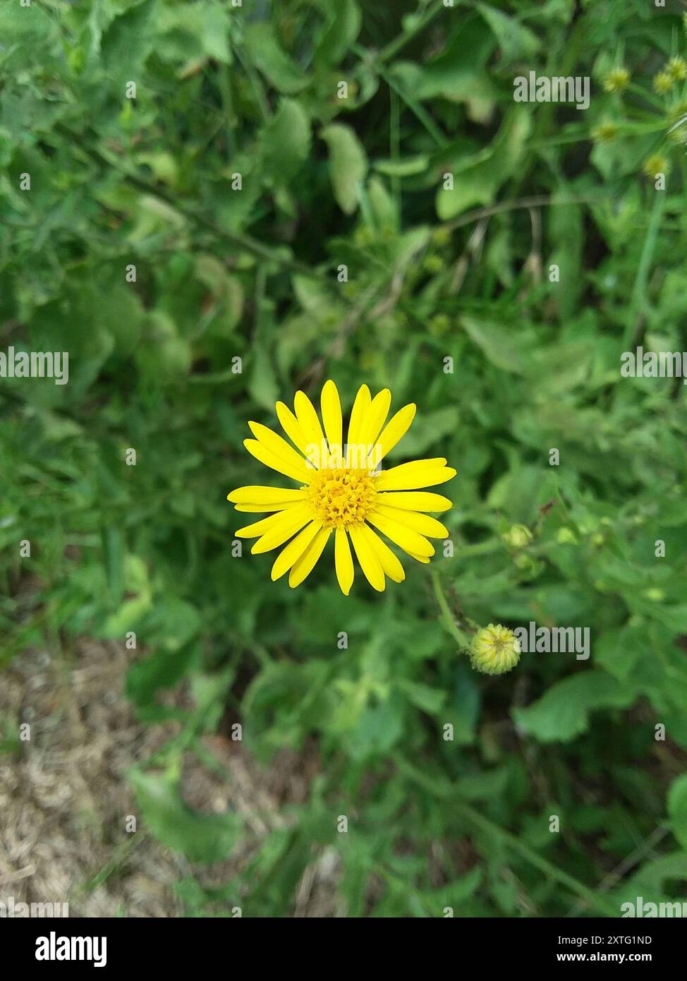flowering plants (Angiospermae) Plantae Stock Photo - Alamy