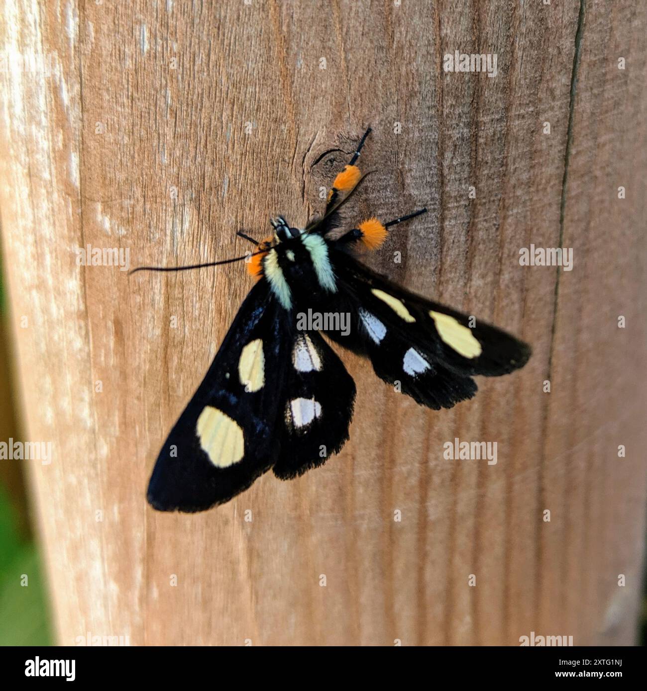Eight-spotted Forester Moth (Alypia octomaculata) Insecta Stock Photo ...