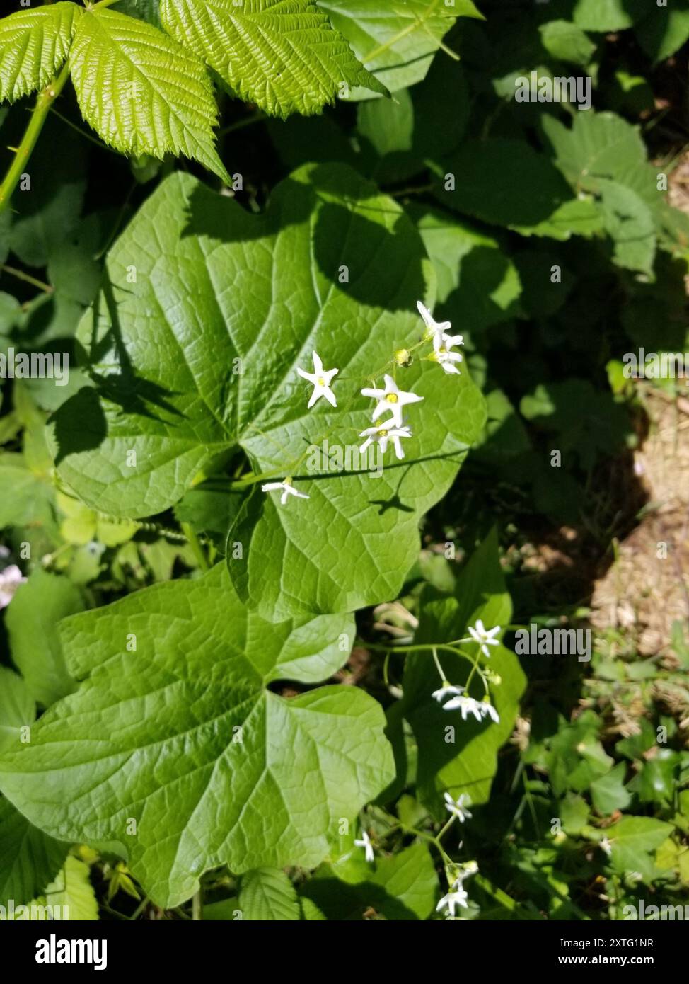 coastal manroot (Marah oregana) Plantae Stock Photo - Alamy