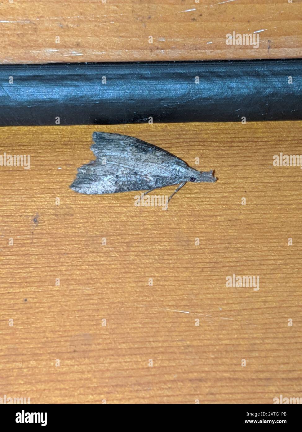 Hop Vine Snout (Hypena humuli) Insecta Stock Photo - Alamy